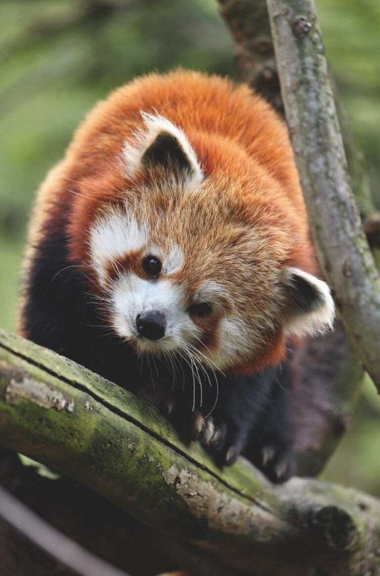 red-panda - Stanley Travel